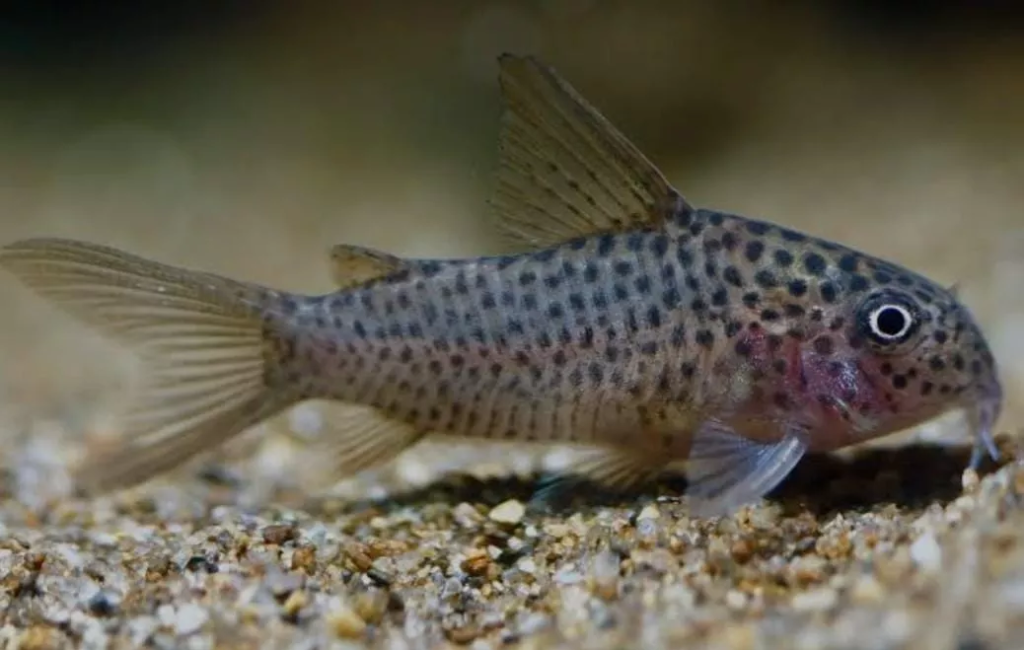 Peixe Coridora Xinguensis - Fazenda do Mil Aquarismo