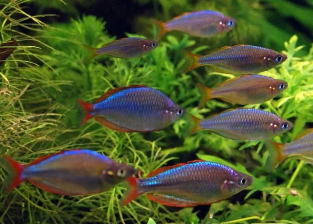 Peixe Arco Íris Neon (Melanotaenia praecox) - Fazenda do Mil Aquarismo